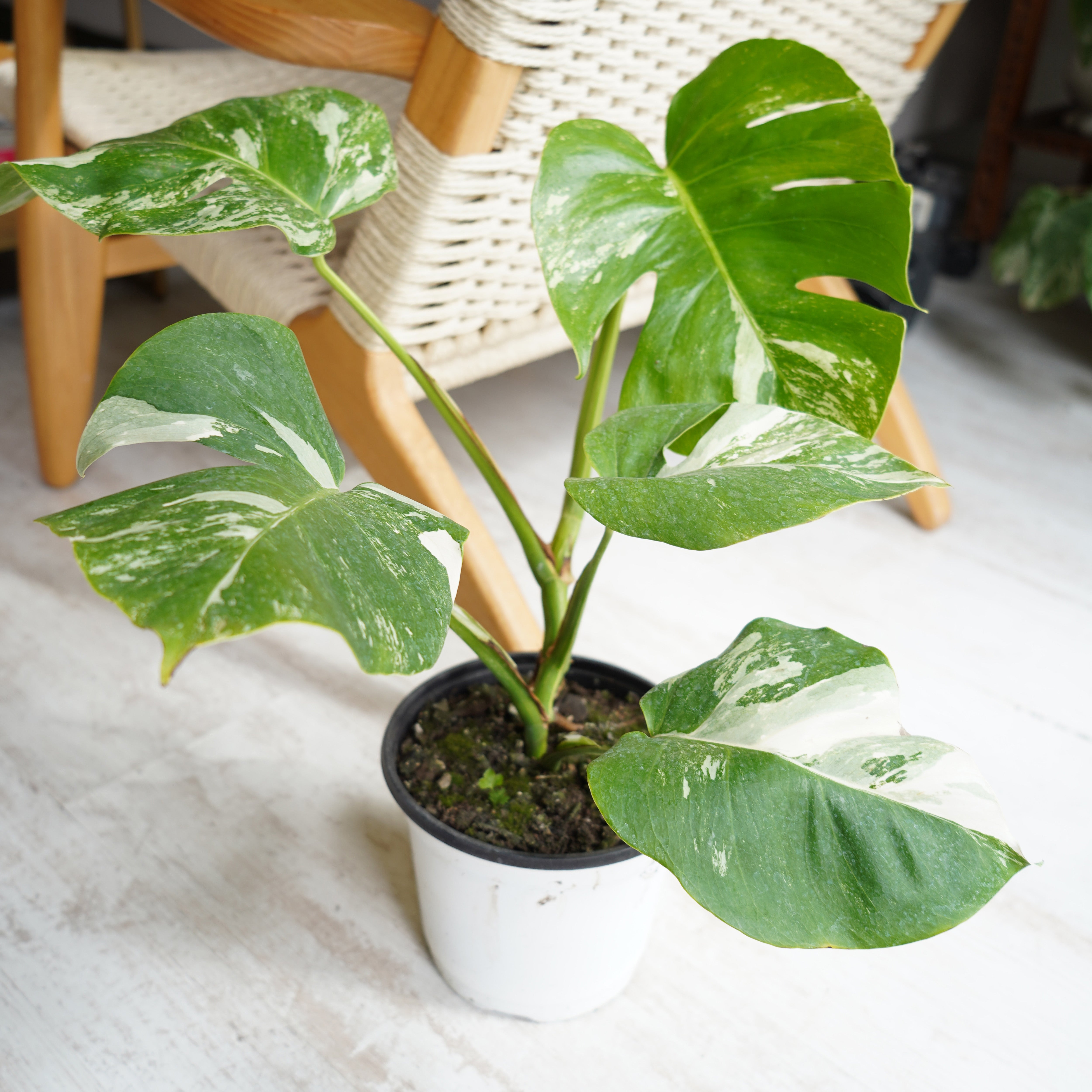 Monstera Deliciosa Variegada - Santa Planta – santaplantacl